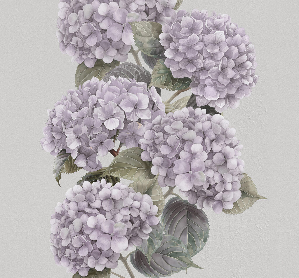 Wall murals Lavender hydrangeas in elegant bloom : w08176v1 - Muralas.us